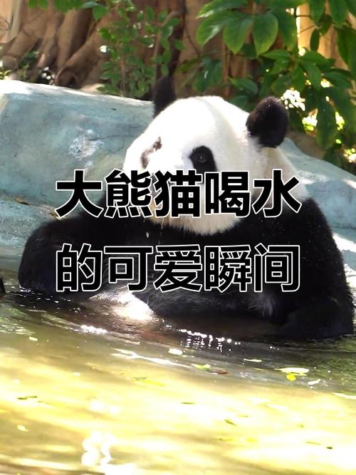 熊猫喝水