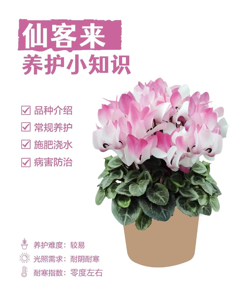 仙客来养殖赚钱平截图