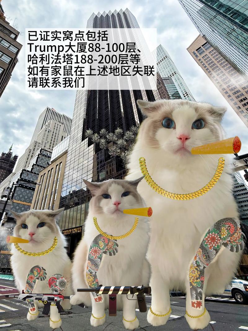 悬赏喵喵达人安装截图