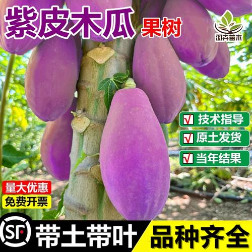 紫木瓜借款