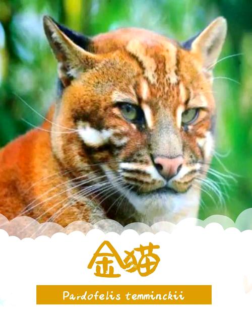 金猫试玩手机版图标