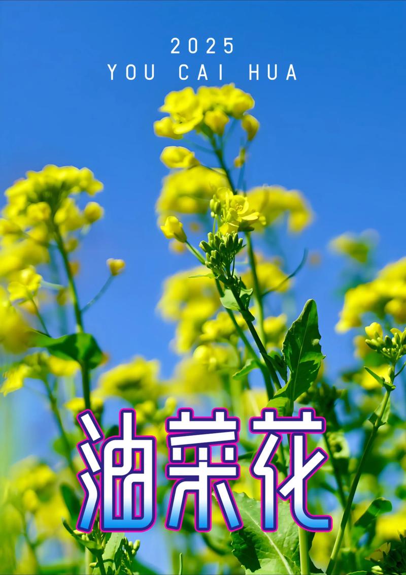 菜花小说手机版图标
