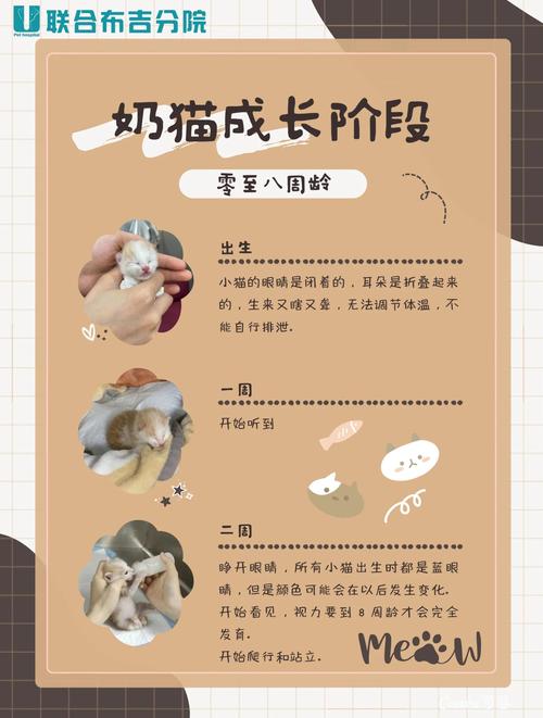 养猫成长记