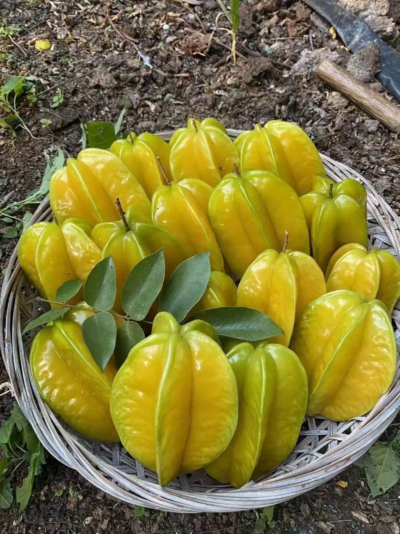 杨桃赚转发赚钱赚图标