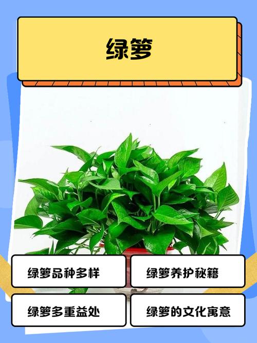 绿萝草接单赚钱截图
