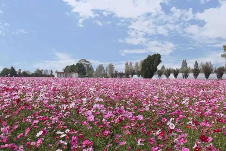 花海益寿