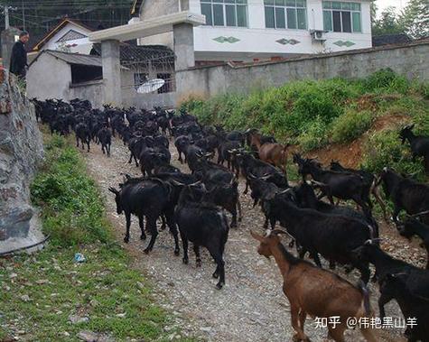 哆哆养羊养羊赚钱图标