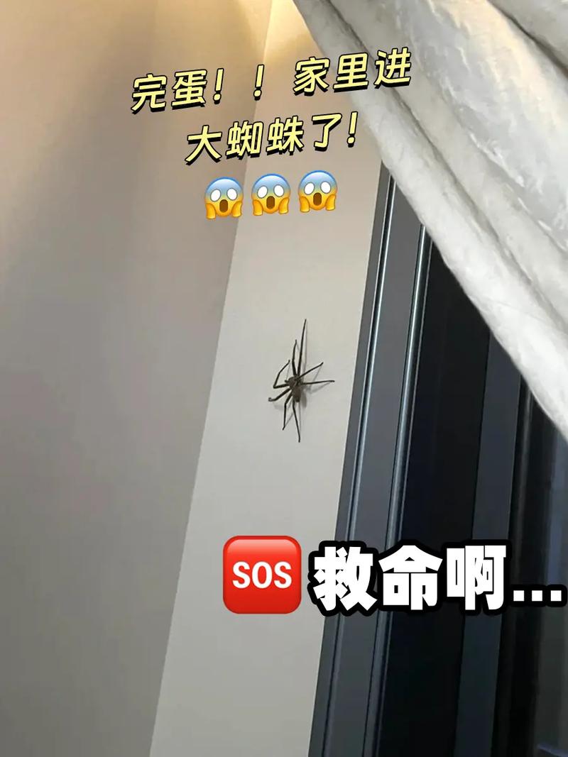 抖音杀死蜘蛛