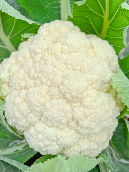 花菜资讯转发文章截图