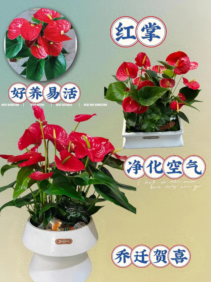红掌花转发赚钱app截图