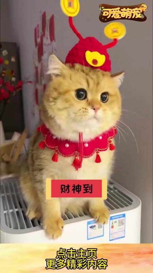 小猫点赞赚钱