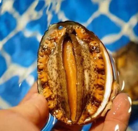 鲍鱼视频1.7.2