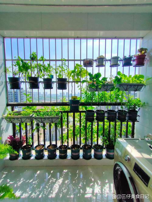 阳台种点啥种植赚截图