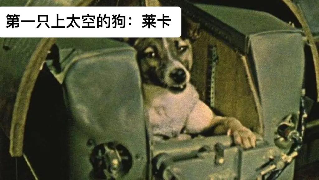 莱卡星球莱卡狗app图标