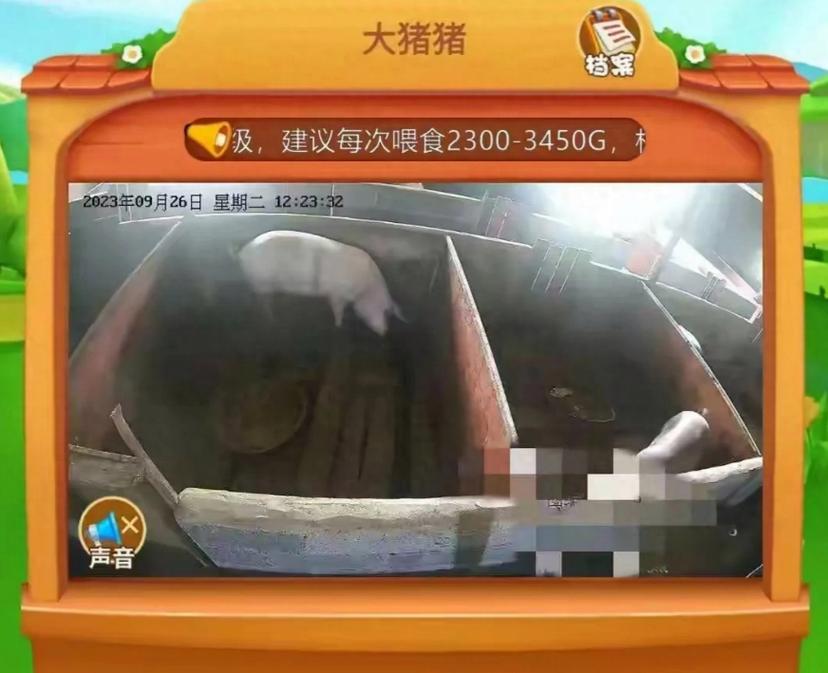 云养猪盈利版