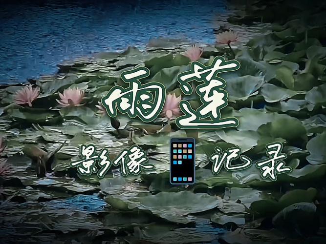 雨莲阅读免费版v