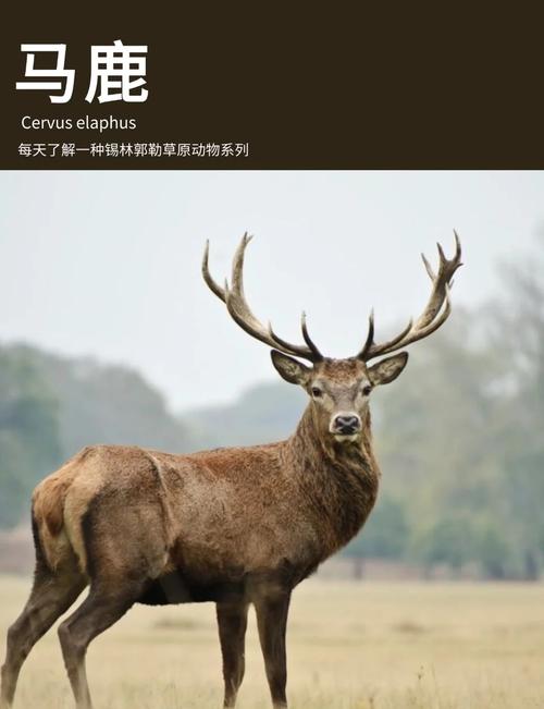 马鹿网官网版