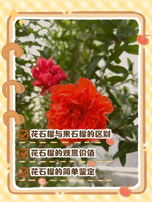 石榴花转发