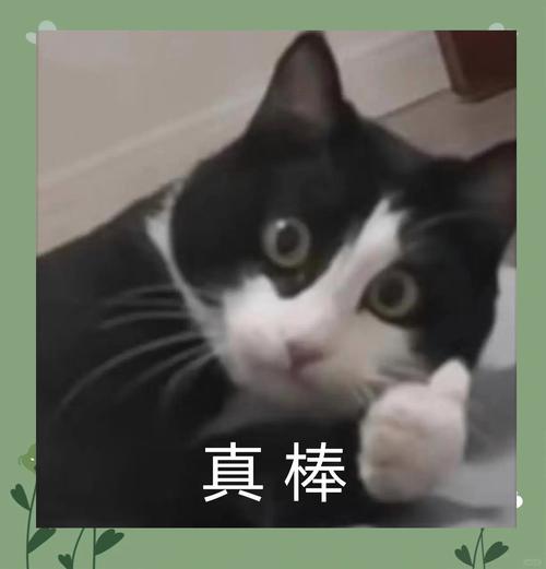 猫猫赏抖音点赞图标