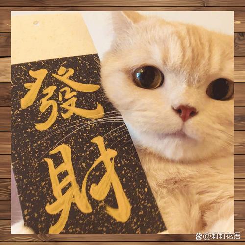 猫咪短视频赚钱福图标