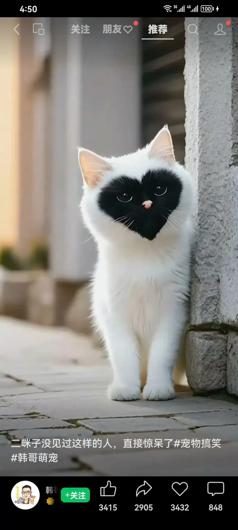 猫咪日常视频合集图标