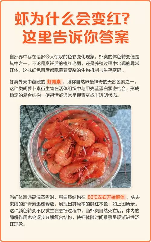 虾变红色是不是坏了截图