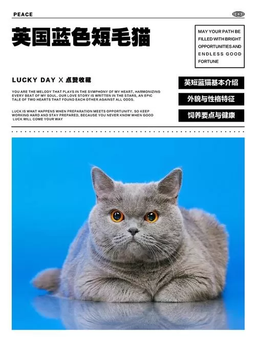 蓝色的猫是什么品种