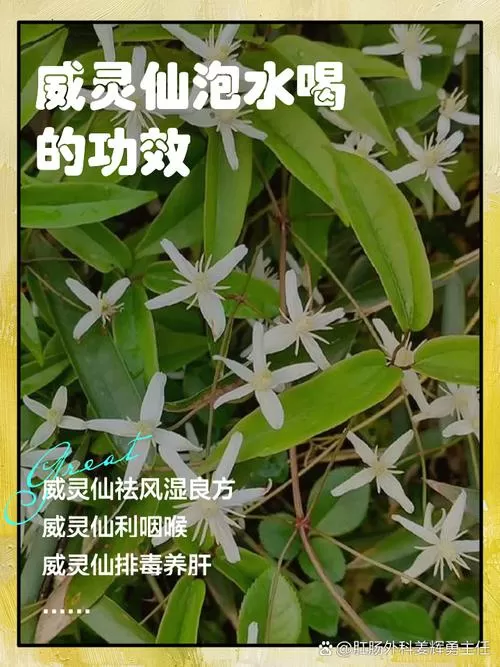 威灵仙泡水喝的功效图标