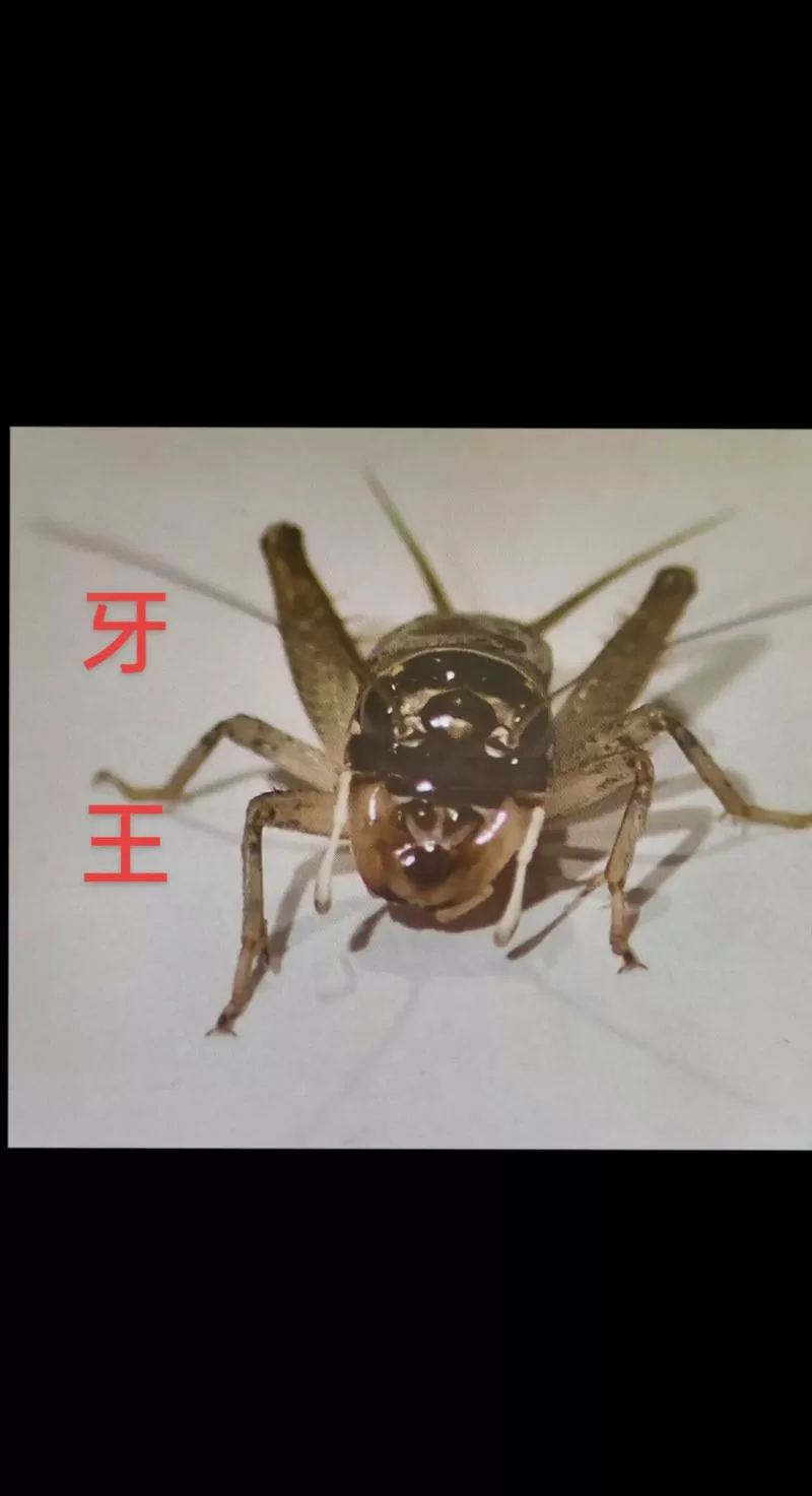 蟋蟀三十六路异虫王图截图