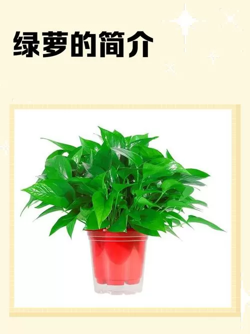 绿萝别名叫什么图标