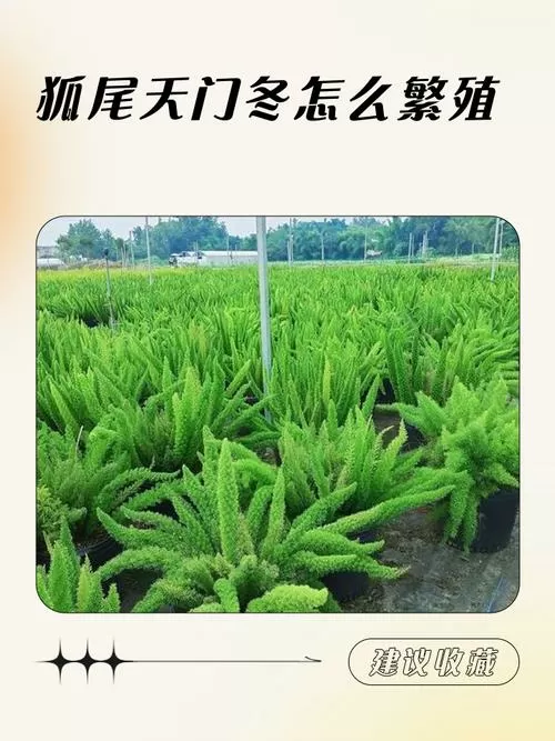 狐尾天门冬怎样繁殖图标