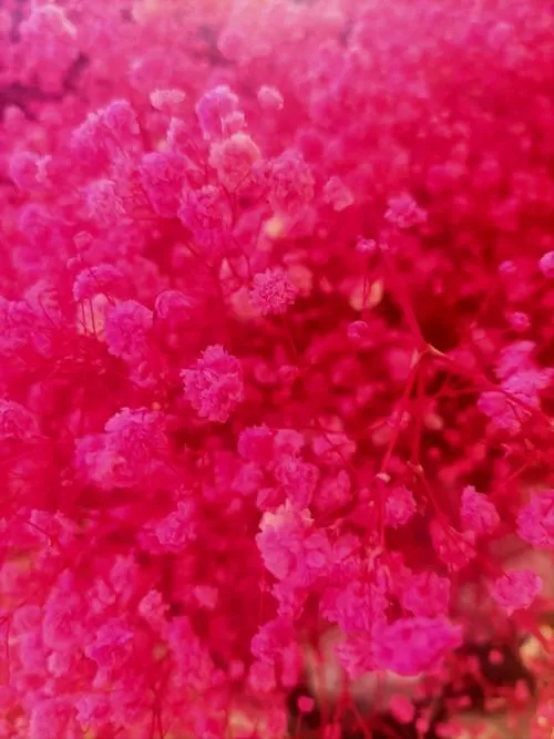 红色薰衣草花语图标