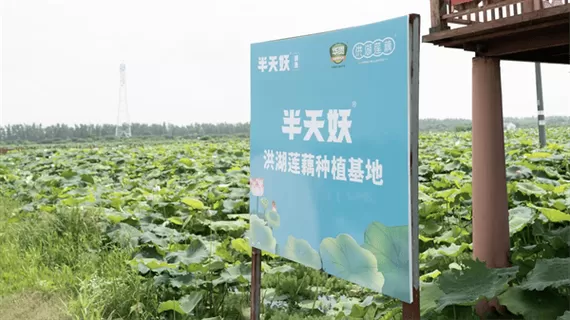 莲藕是怎么种植的图标