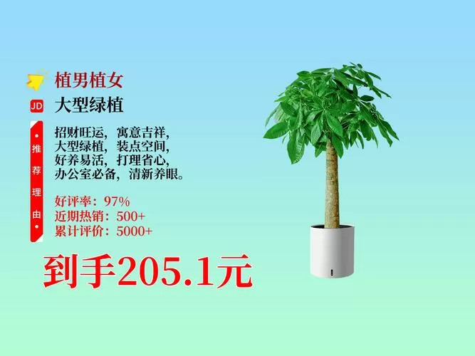 发财树什么价格
