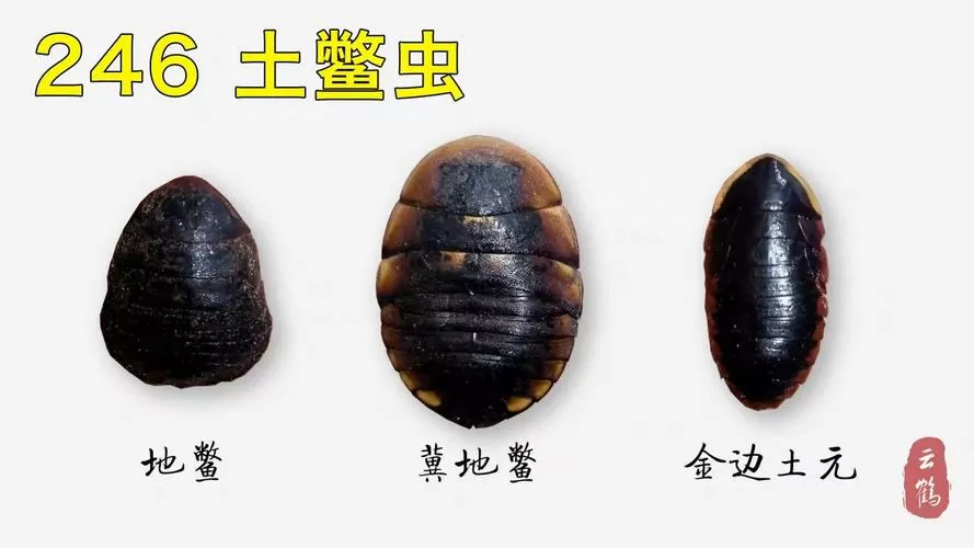 土鳖虫是什么东西图标
