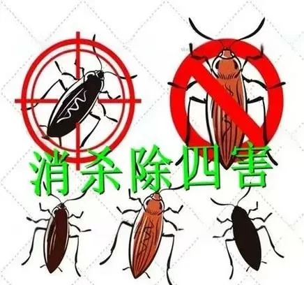 餐饮老鼠怎么消灭截图