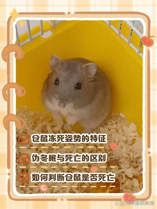 仓鼠真死的姿势图标