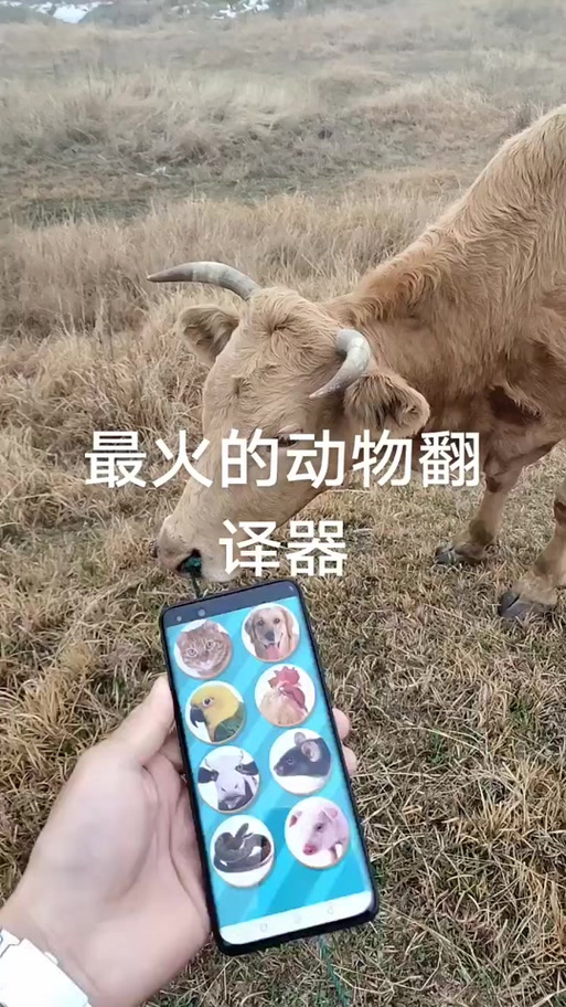 熊曰翻译器手机版下载截图