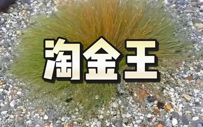 淘金王截图