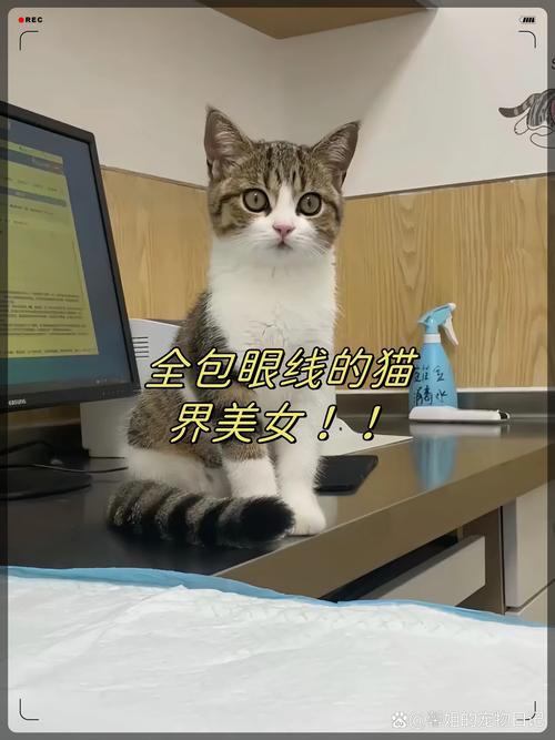 福利猫