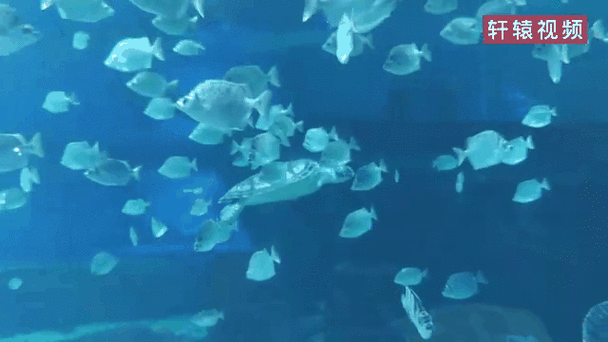 水族馆动态壁纸图标