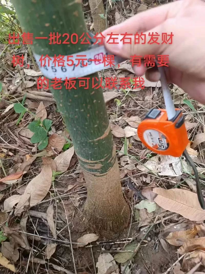 农村山上的树卖掉能卖多少钱图标