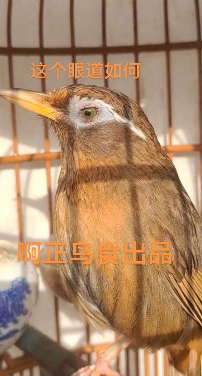 画眉鸟叫声mp3图标