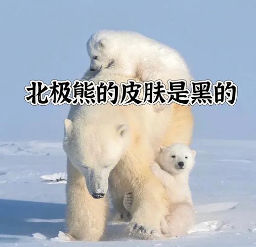 北极熊的皮肤是什么颜色的截图