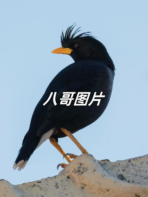 八哥图库