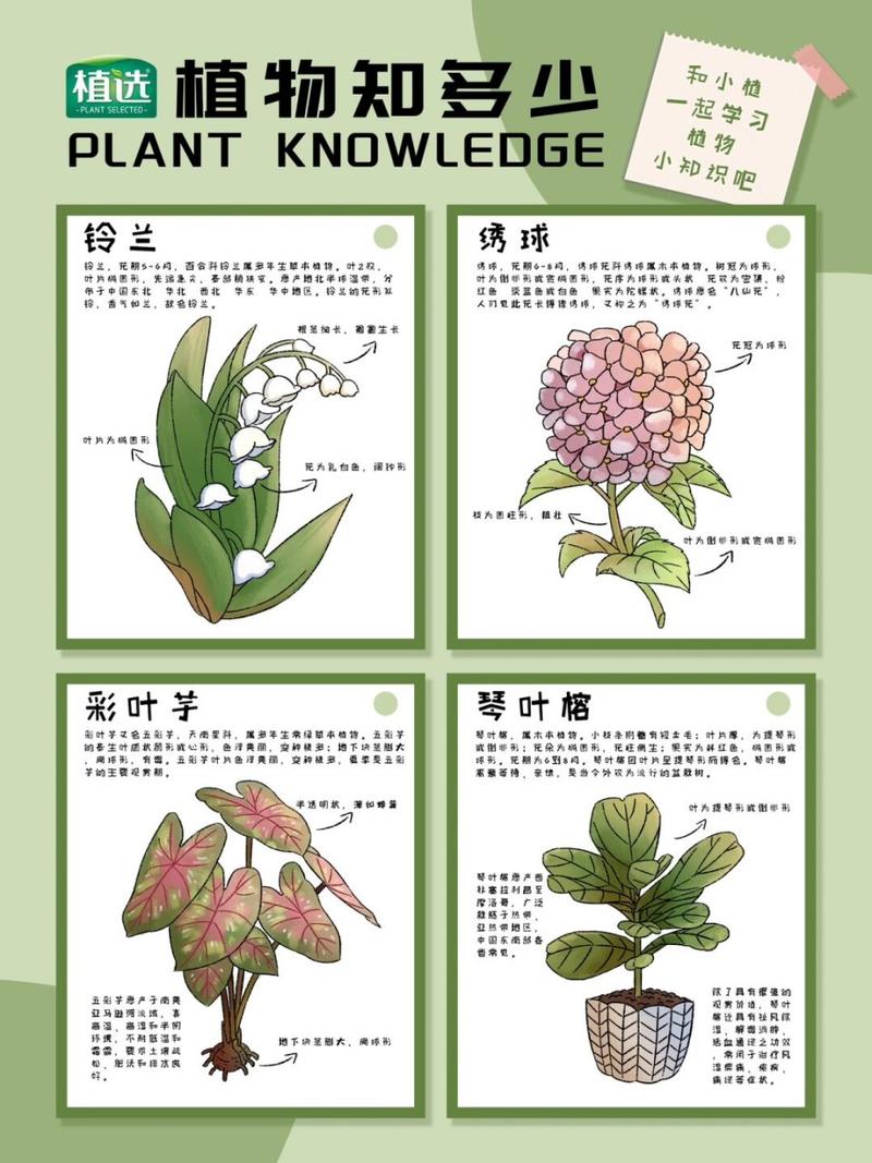 植物详细介绍(加强版)