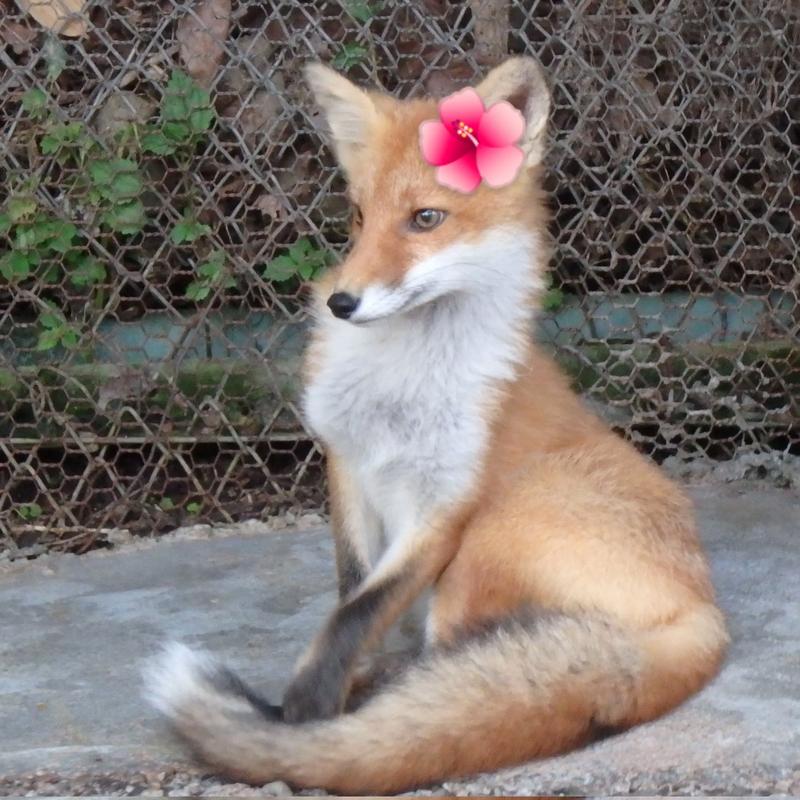 花狐狸