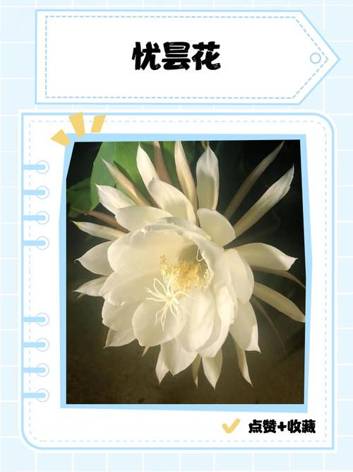 忧昙花截图