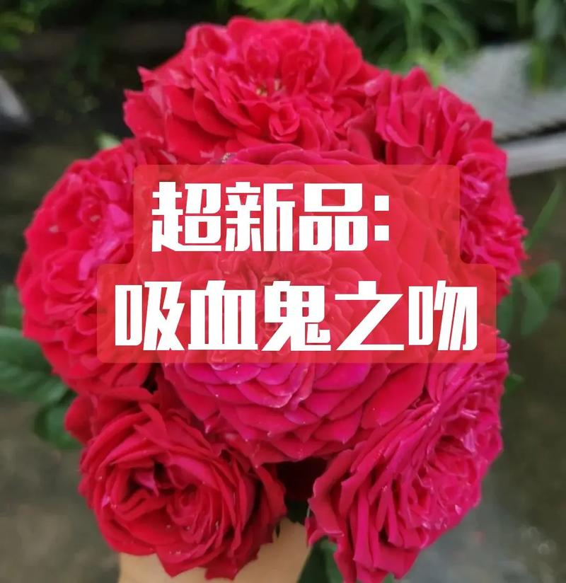 吸血鬼之吻图标