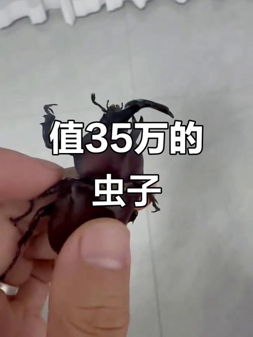 独角仙多少钱一只截图
